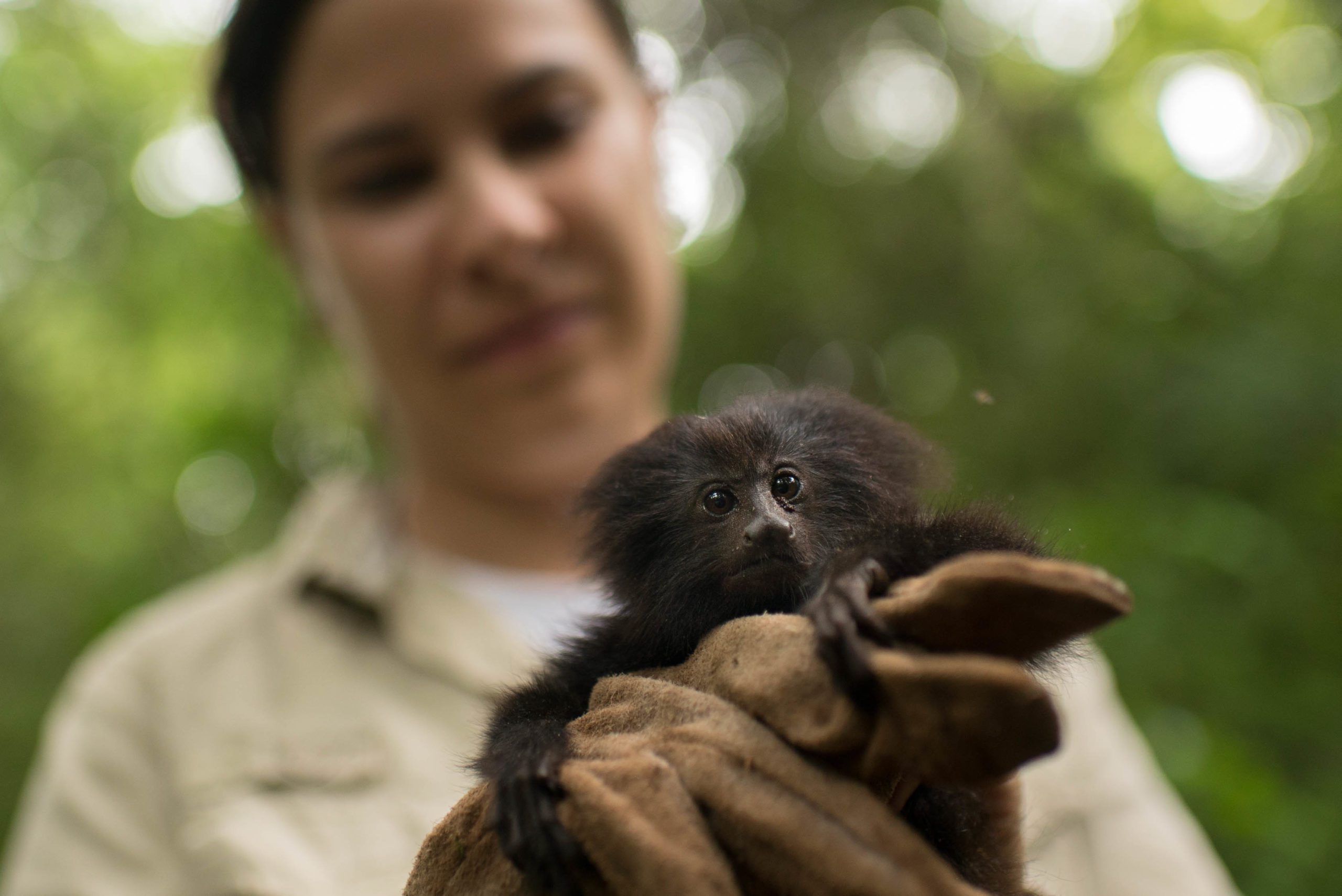 Os micos como nossos professores - Fauna News