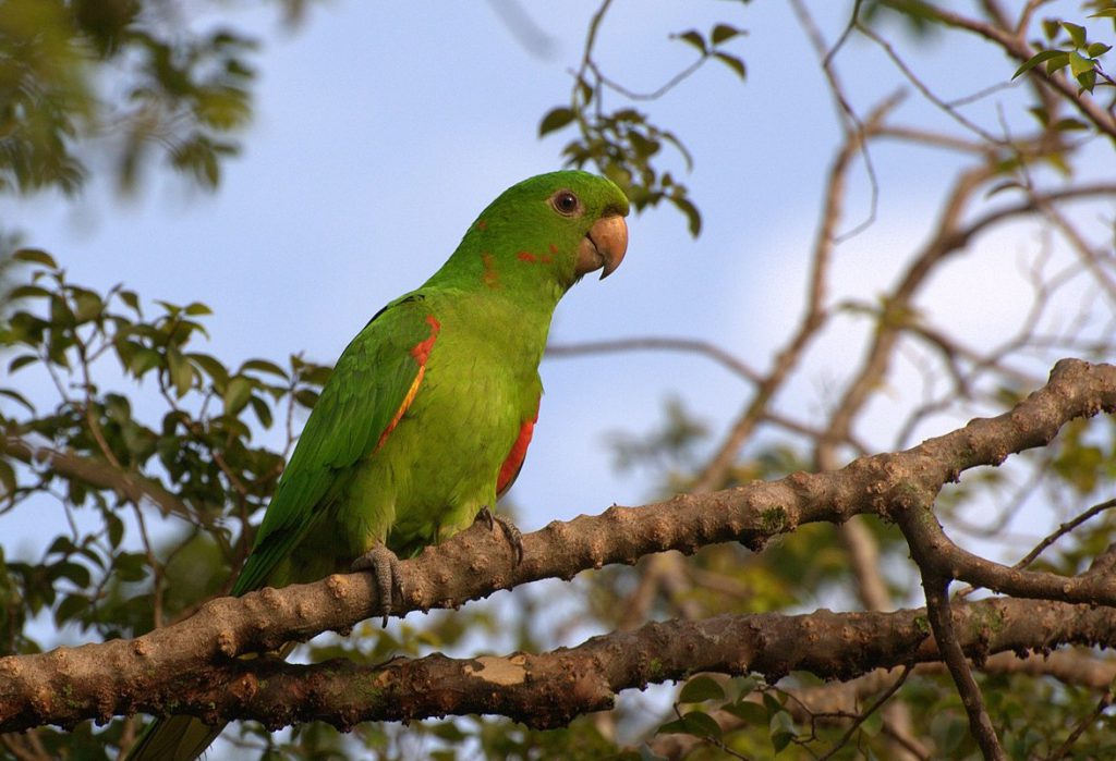 Você conhece o pombo verde? Ele também é conhecido como periquitão ...
