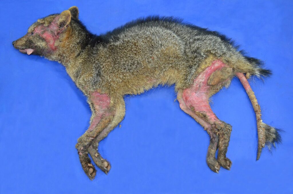 Sarna em canídeos selvagens: geralmente, quem transmite são animais ...