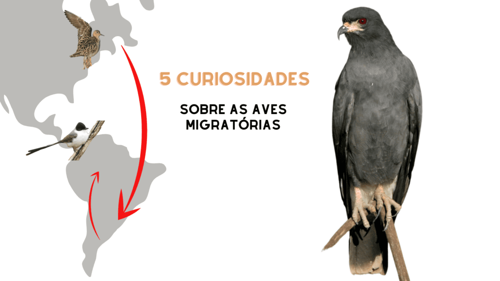 Cinco fatos curiosos sobre as aves migratórias - Fauna News