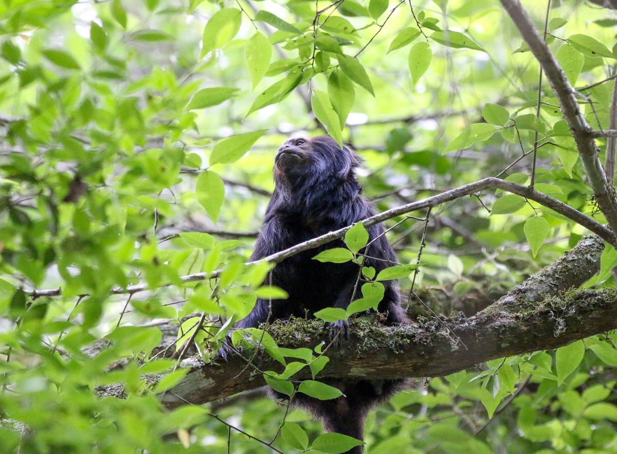 Biólogos investem no turismo de observação de fauna para conservação de ...