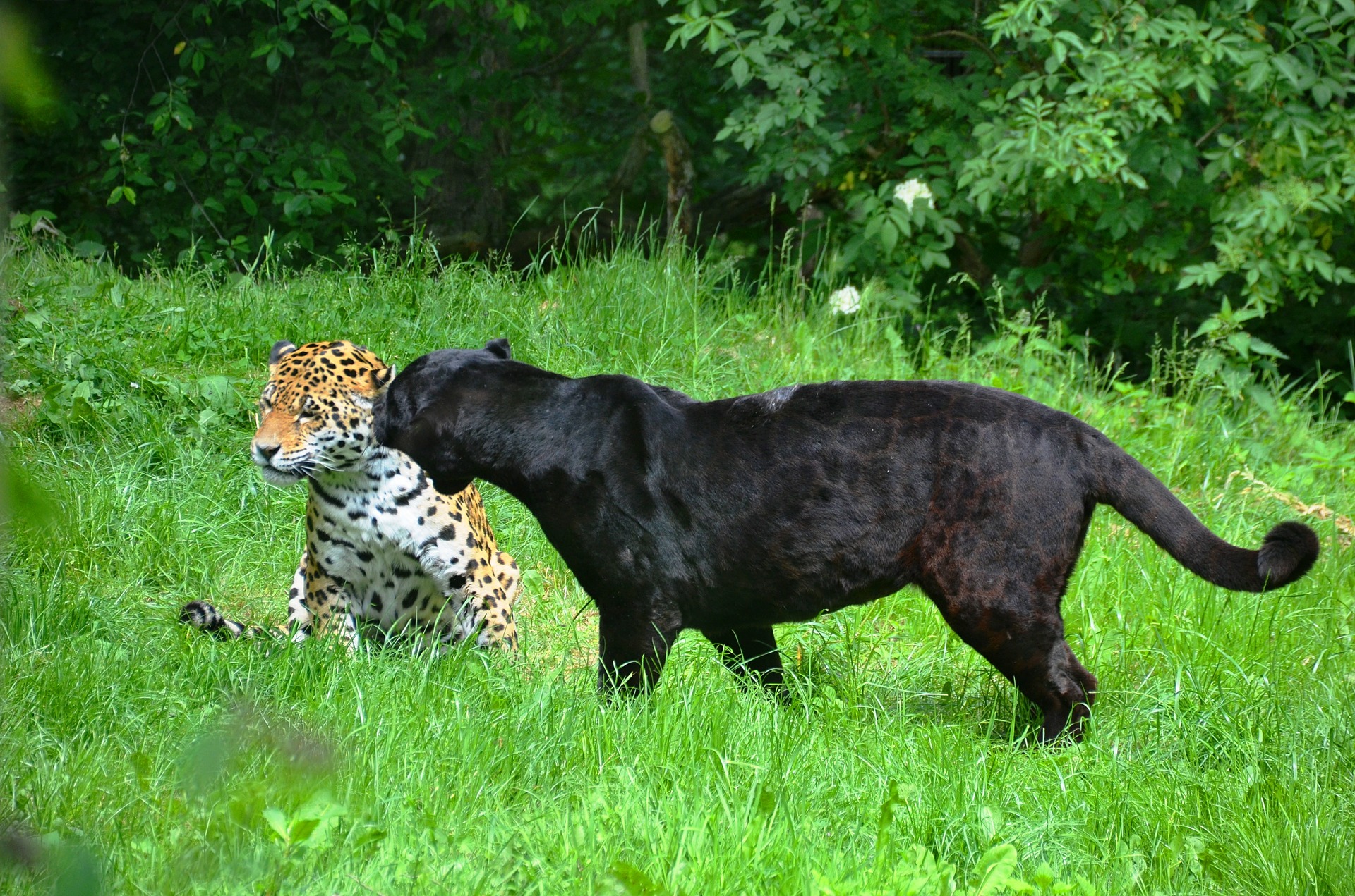 Panteras Animais Panthera Wikipedia