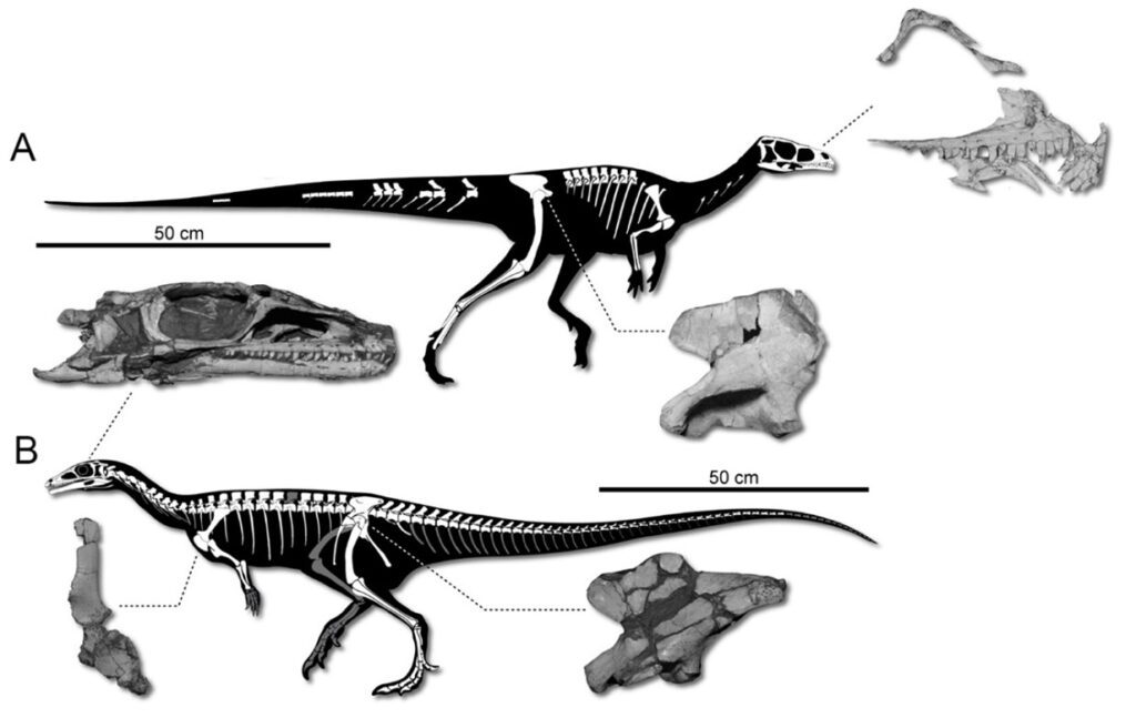 Pampadromaeus e Buriolestes: novidades sobre os mais antigos ...