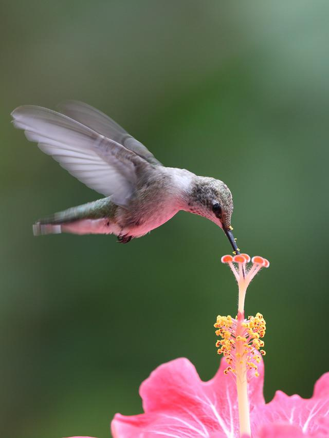 Beija-flor: uma das aves mais famosas do Brasil | Fauna News