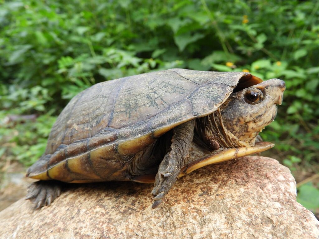 Conhecendo outro quelônio brasileiro: o muçuã - Fauna News