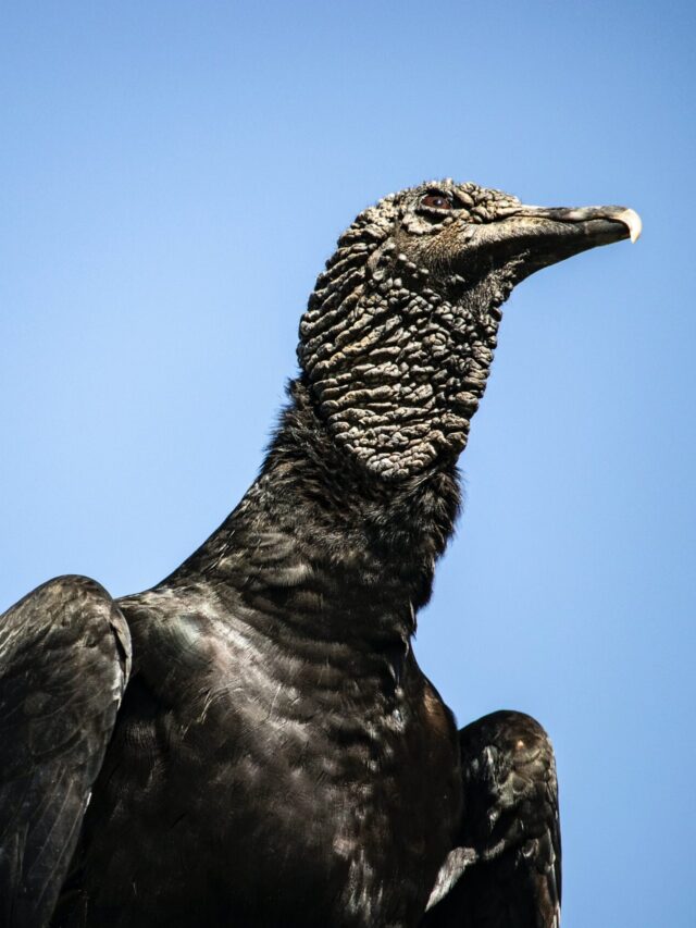 Quem se importa com o urubu? Todos deveriam! Saiba a importância da ave ...