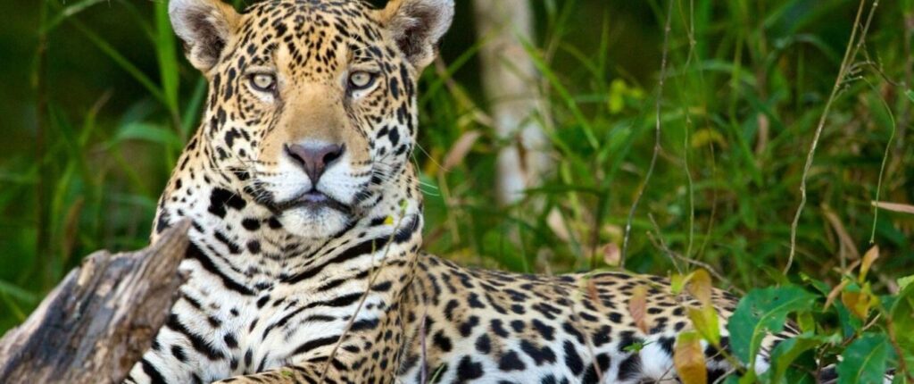 Estudo indica áreas da Amazônia mais importantes para conservação da ...