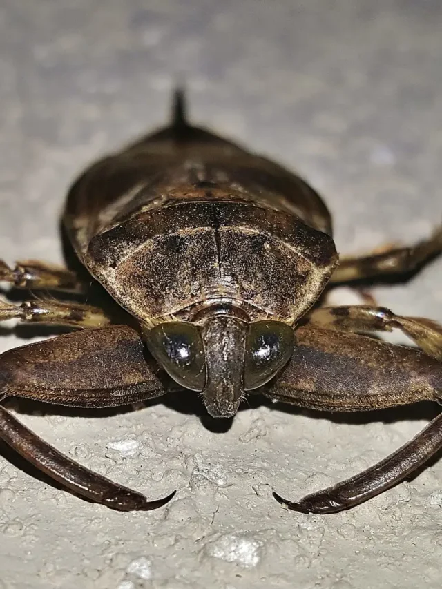 Fauna subaquática: conheça três insetos que vivem na água - Fauna News