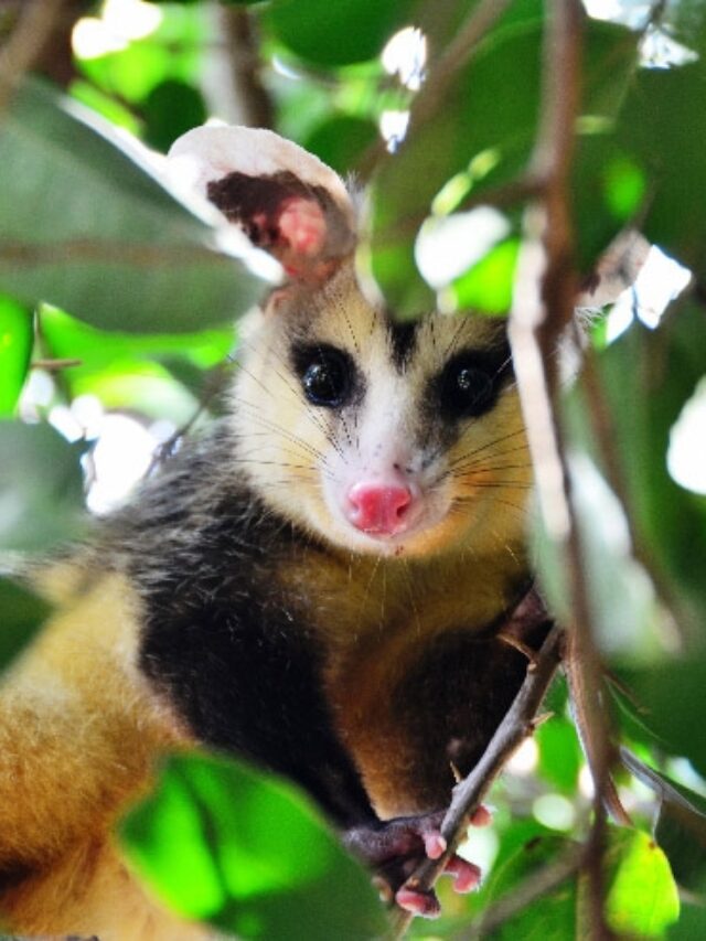 Gambá, saruê, timbu? Veja cinco curiosidades sobre esse silvestre